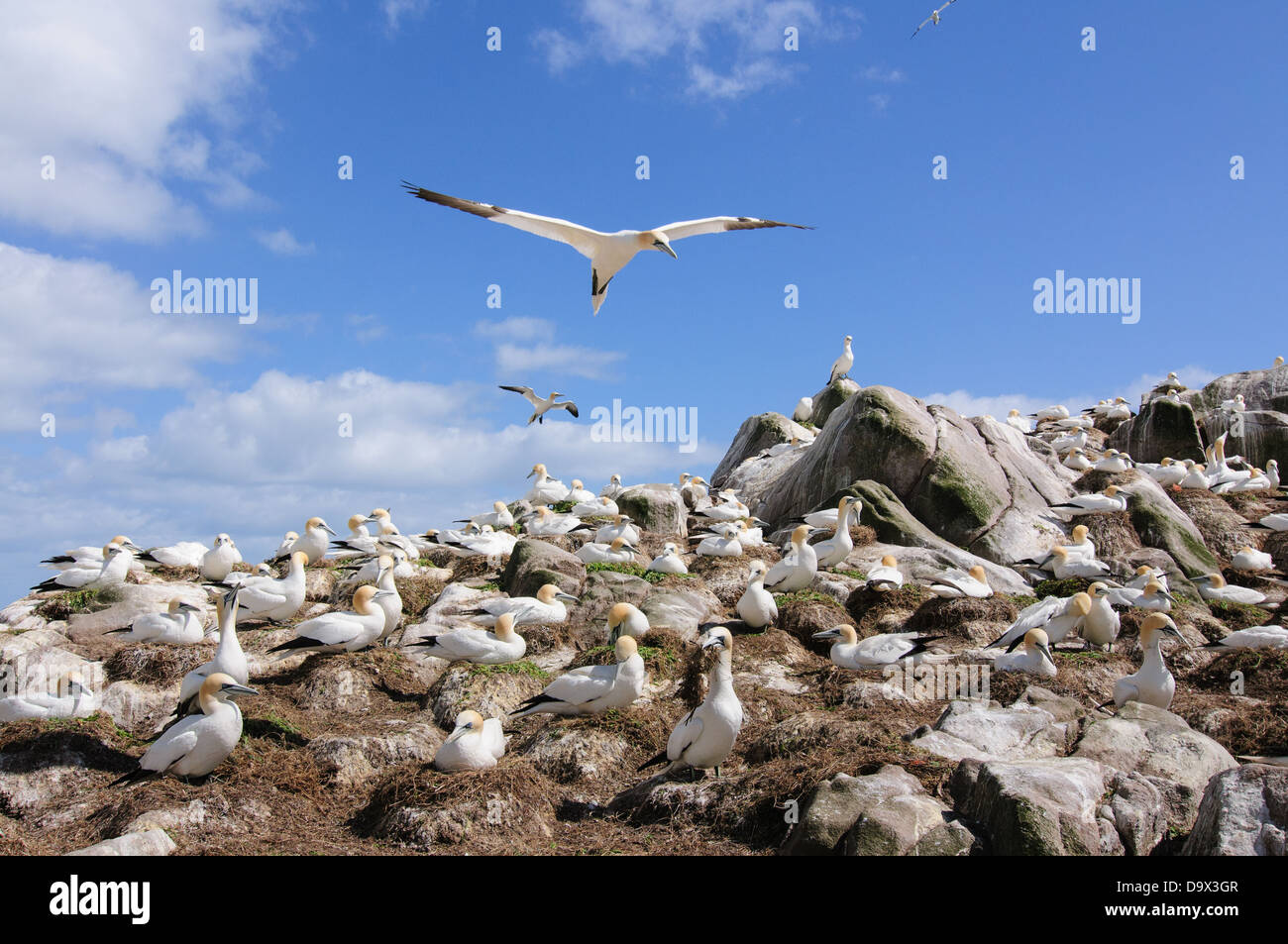 Colony breeding colony hi-res stock photography and images - Alamy