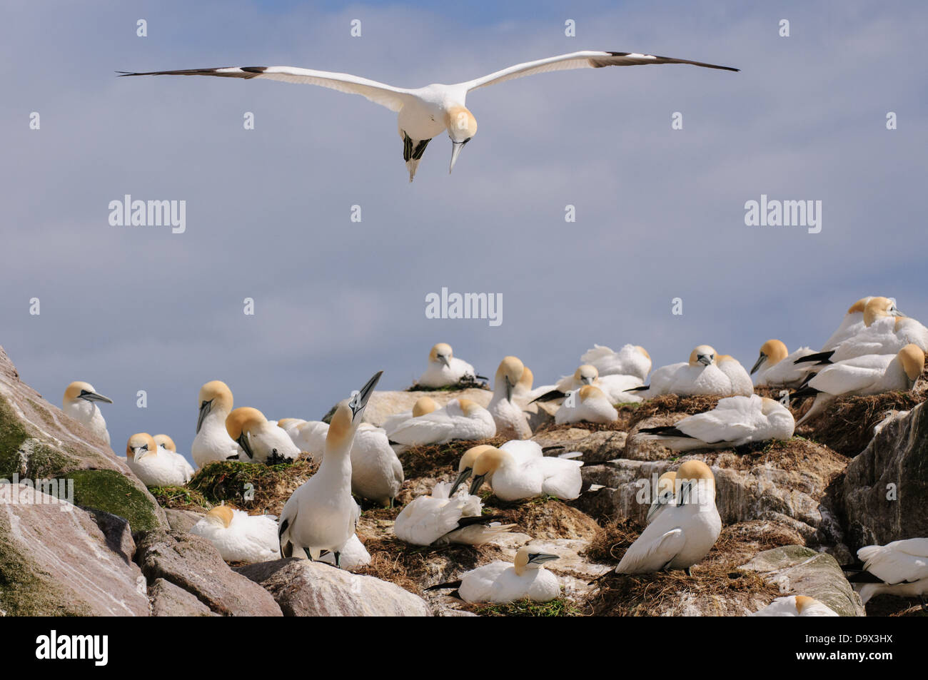 Colony breeding colony hi-res stock photography and images - Alamy