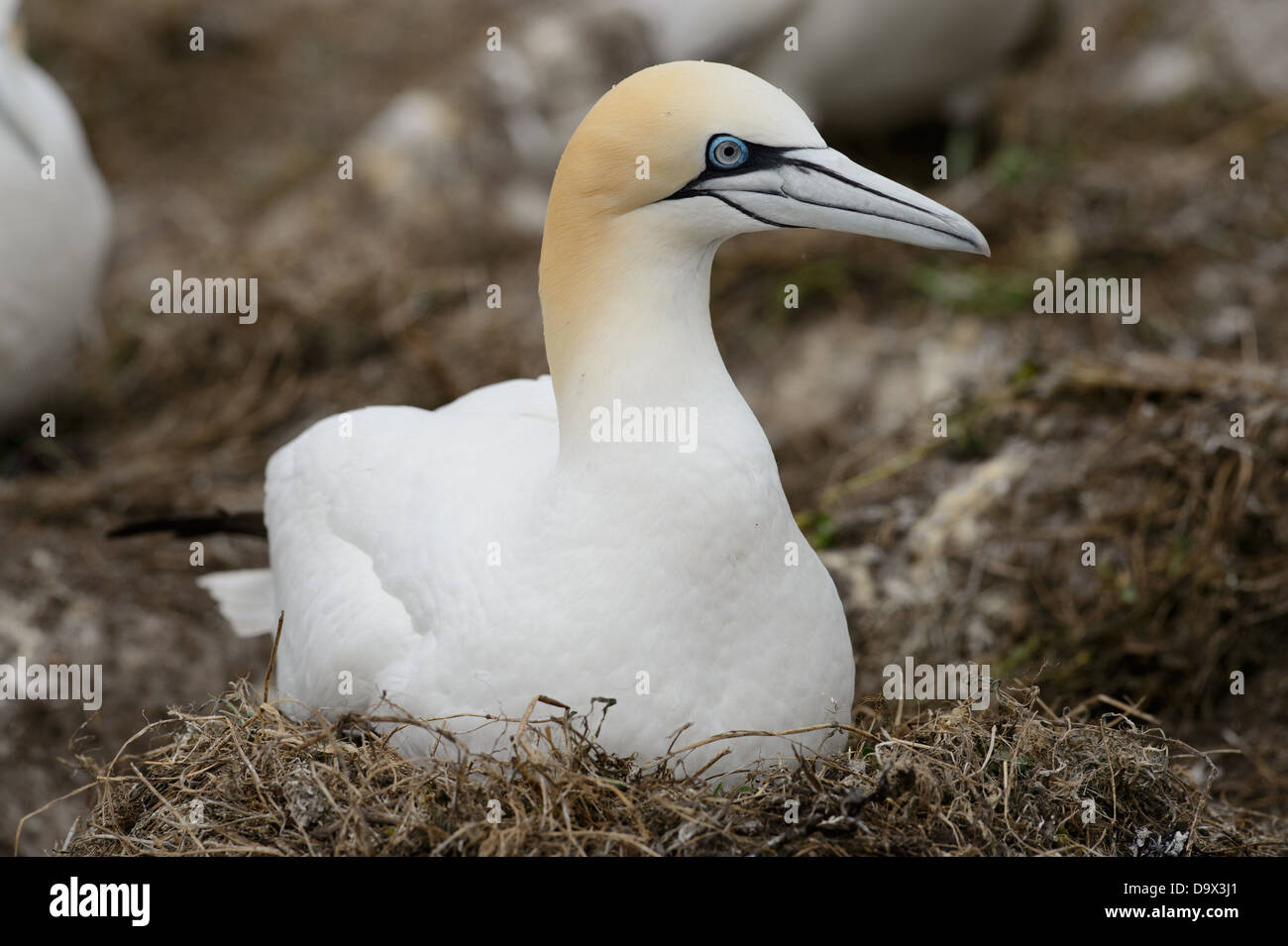 Breeding Northern Gannet on a nest Stock Photo - Alamy