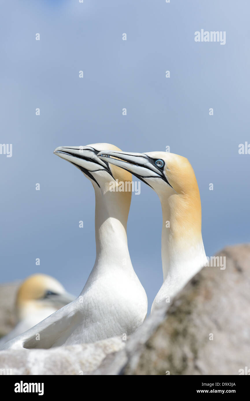 Animals all looking same direction hi-res stock photography and images ...