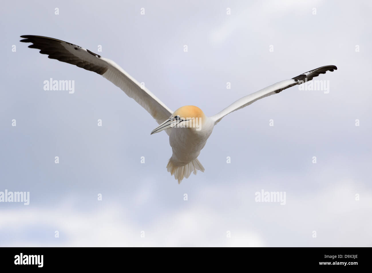 Flying Northern Gannet Stock Photo - Alamy