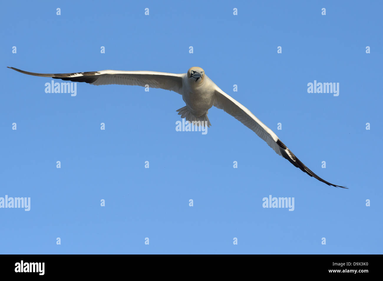 Flying Northern Gannet Stock Photo - Alamy