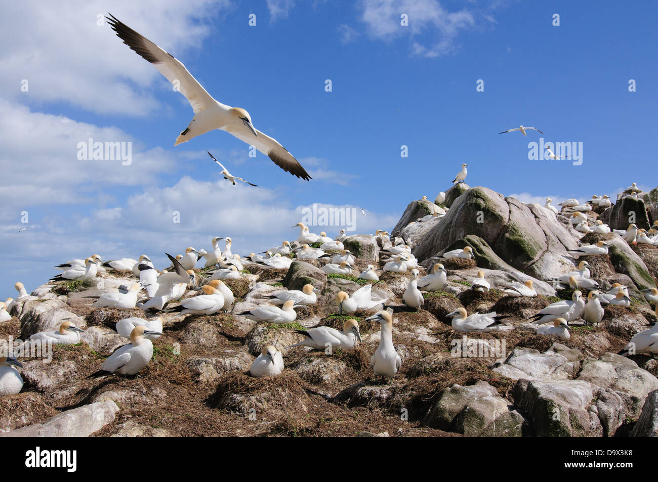 Breeding colony of Northern Gannets with birds flying above the ...