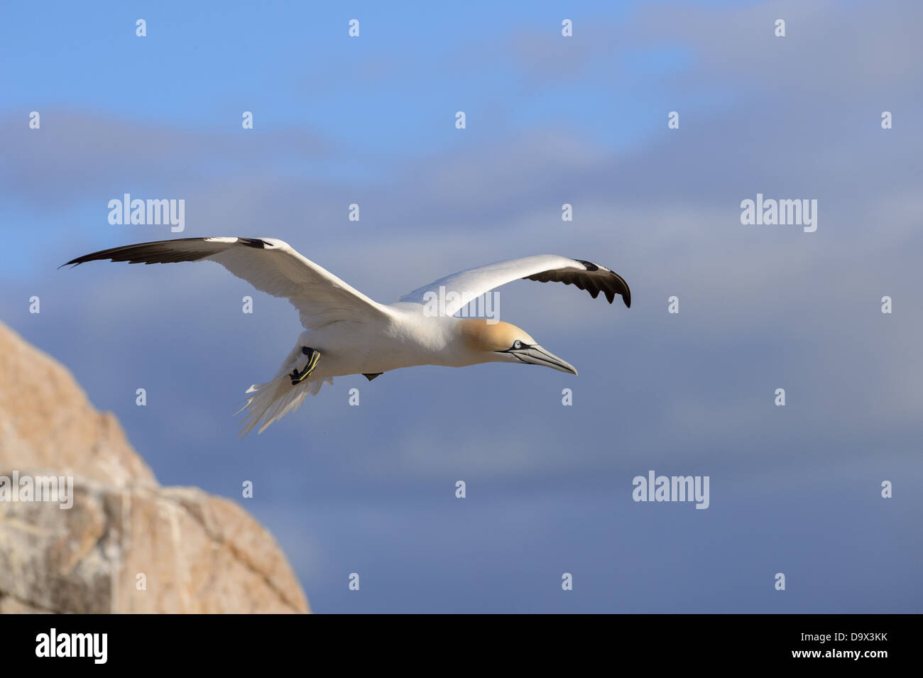 Flying Northern Gannet Stock Photo - Alamy