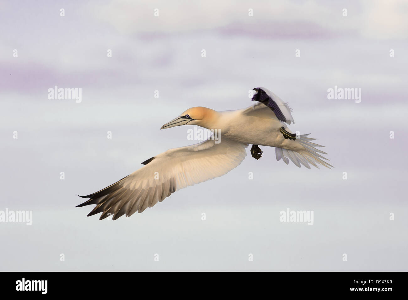 Flying Northern Gannet spreading his tail feathers before landing Stock ...