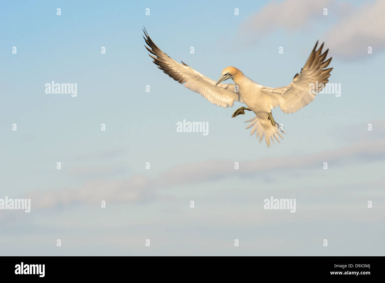Flying Northern Gannet spreading his tail feathers before landing Stock ...