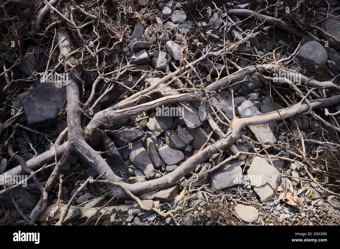 Roots of mature trees exposed by water erosion overlying old stone ...
