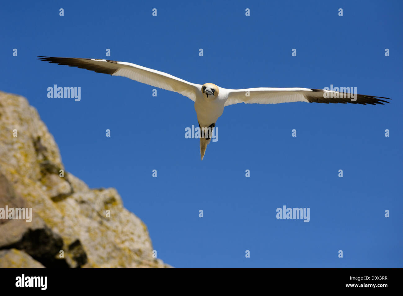 Flying Northern Gannet Stock Photo - Alamy
