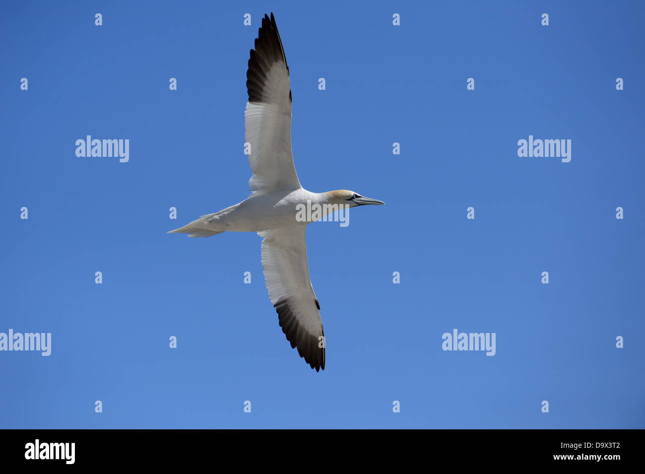 Flying Northern Gannet Stock Photo - Alamy