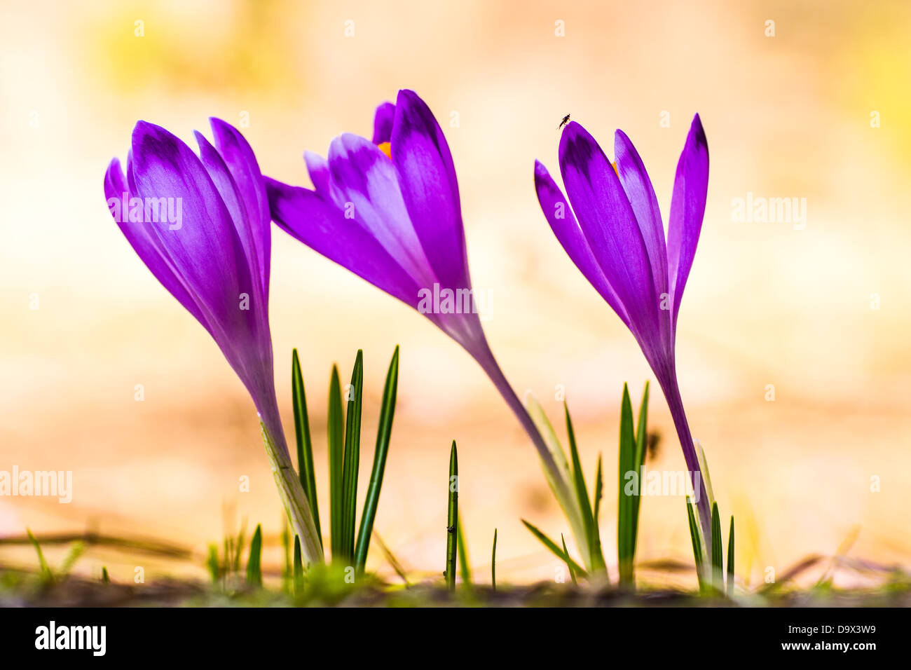 Crocus detail hi-res stock photography and images - Alamy