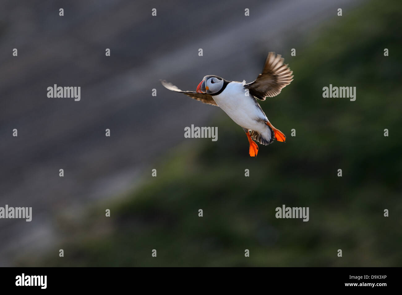 Flying puffin, puffin in flight Stock Photo - Alamy