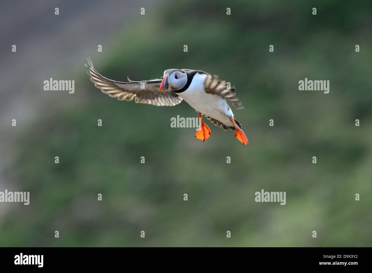 Flying puffin, puffin in flight Stock Photo - Alamy