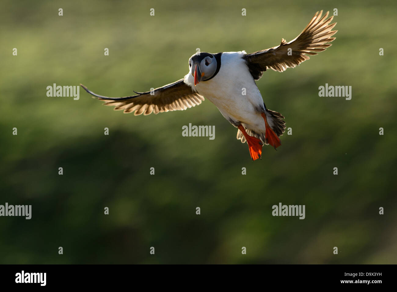Flying puffin, puffin in flight Stock Photo - Alamy