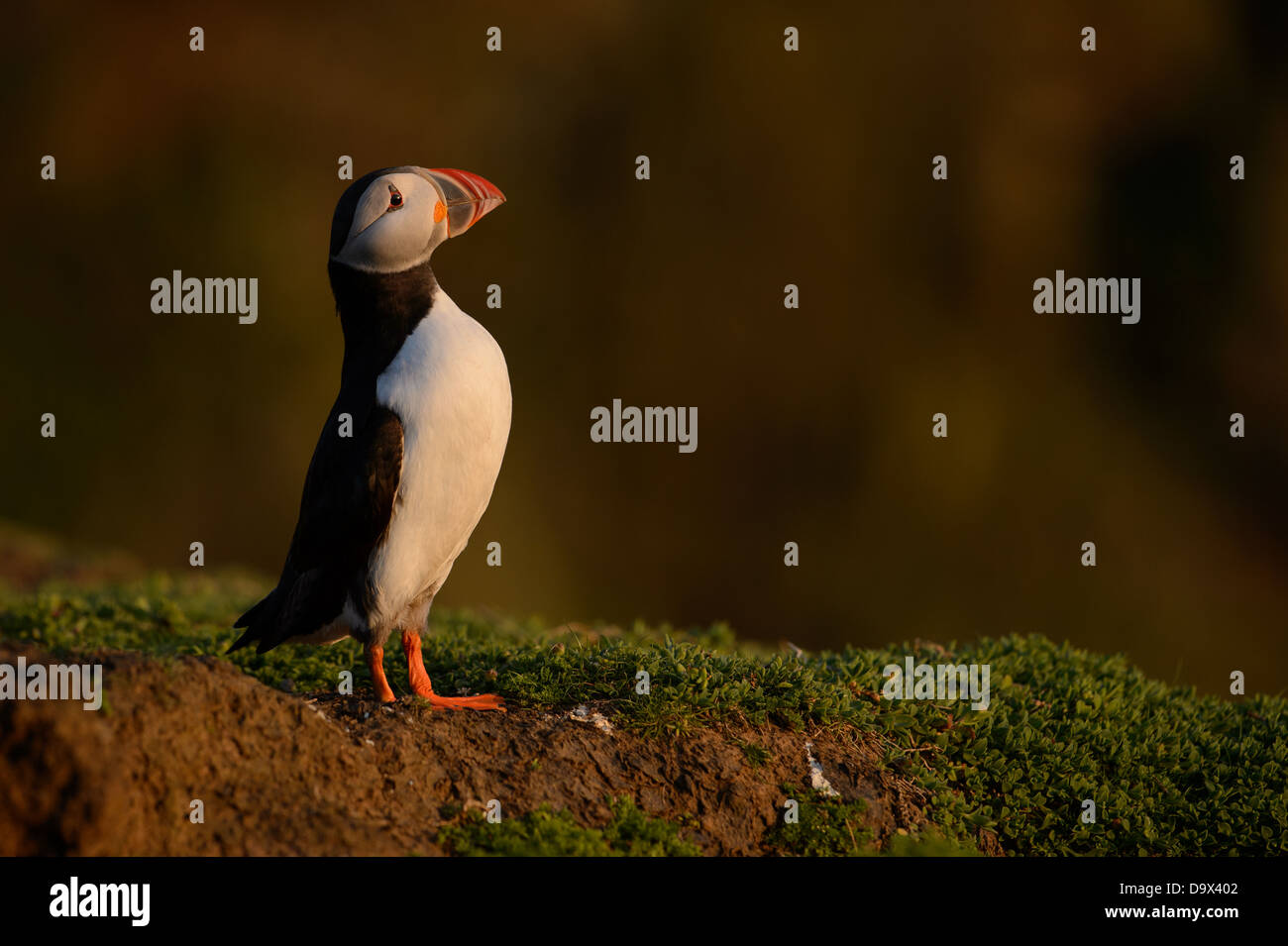 Displaying behaviour of a puffin in soft warm evening light Stock Photo ...