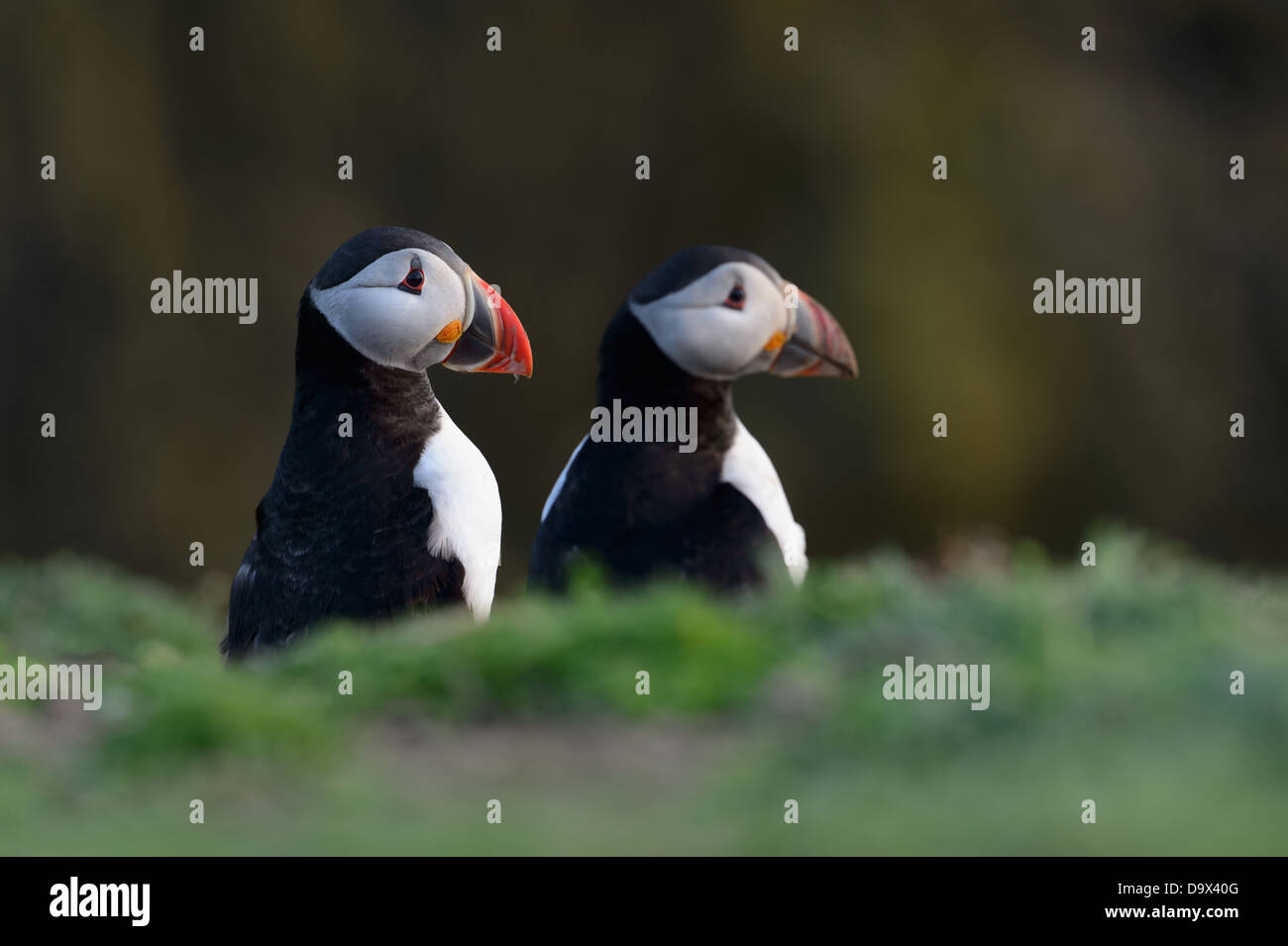 Wales uk puffin pair hi-res stock photography and images - Alamy