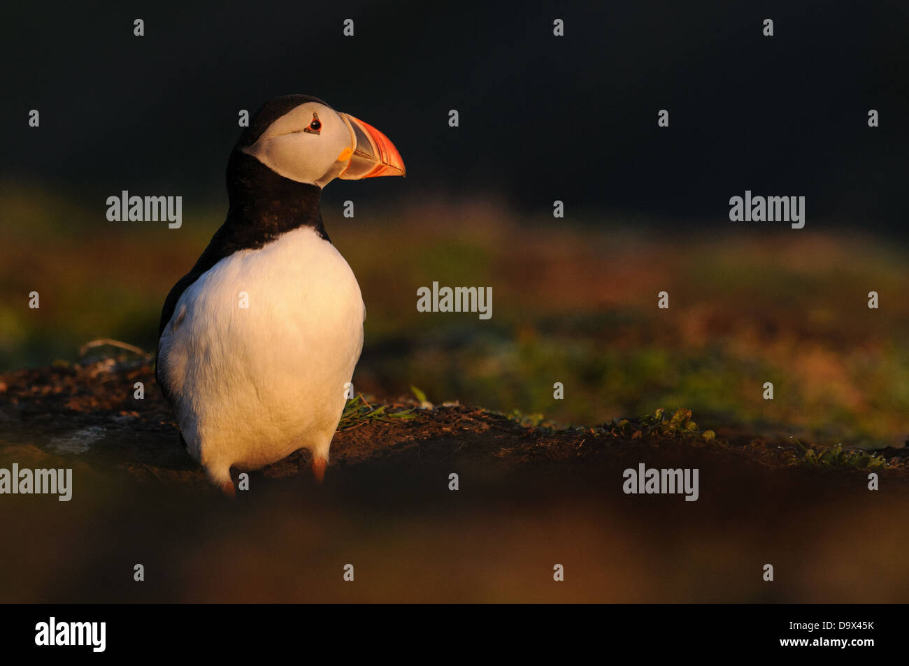 Puffin in first morning light Stock Photo - Alamy