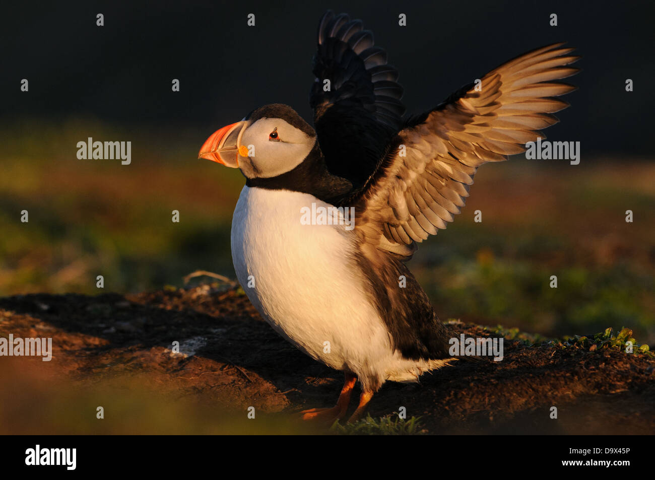 Puffin in first morning light holding up his wings Stock Photo - Alamy