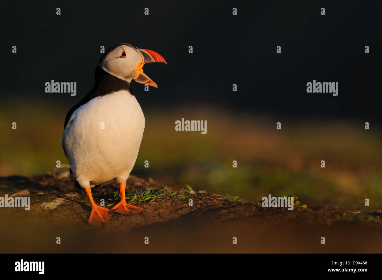 Puffin in first morning light with open beak Stock Photo - Alamy