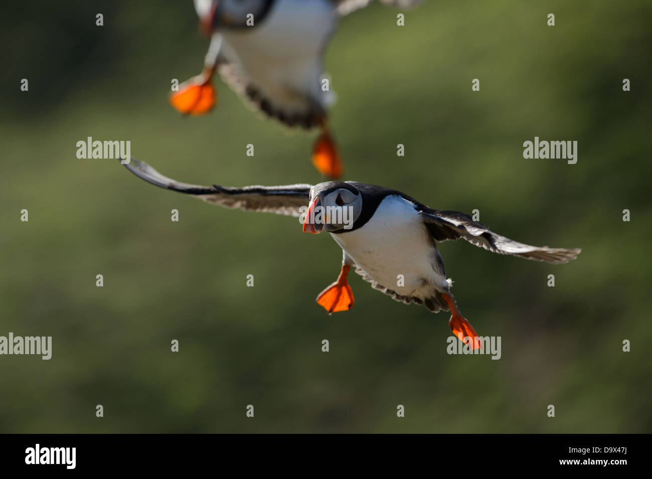 Two flying puffins in evening backlight Stock Photo - Alamy