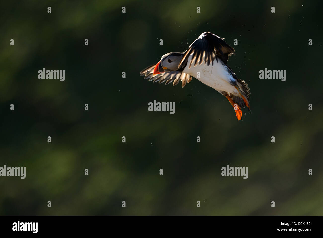 Flying puffin hi-res stock photography and images - Alamy