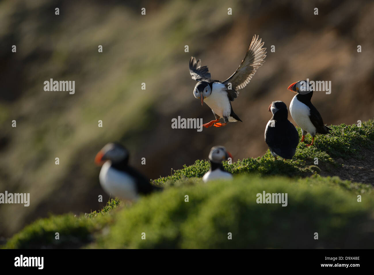 Flying puffin in evening backlight landing in a group of four puffins ...