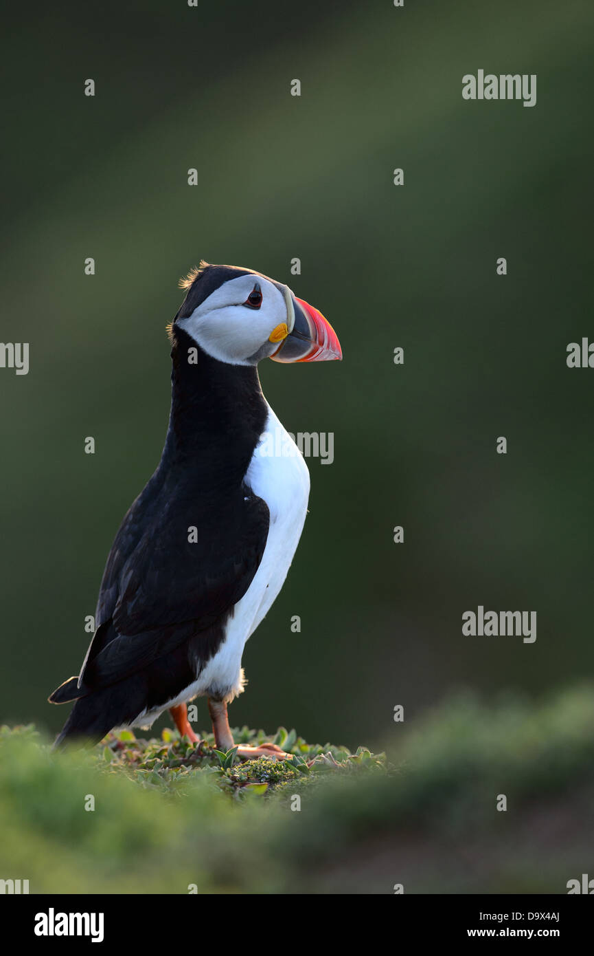 Puffin in warm evening backlight Stock Photo - Alamy