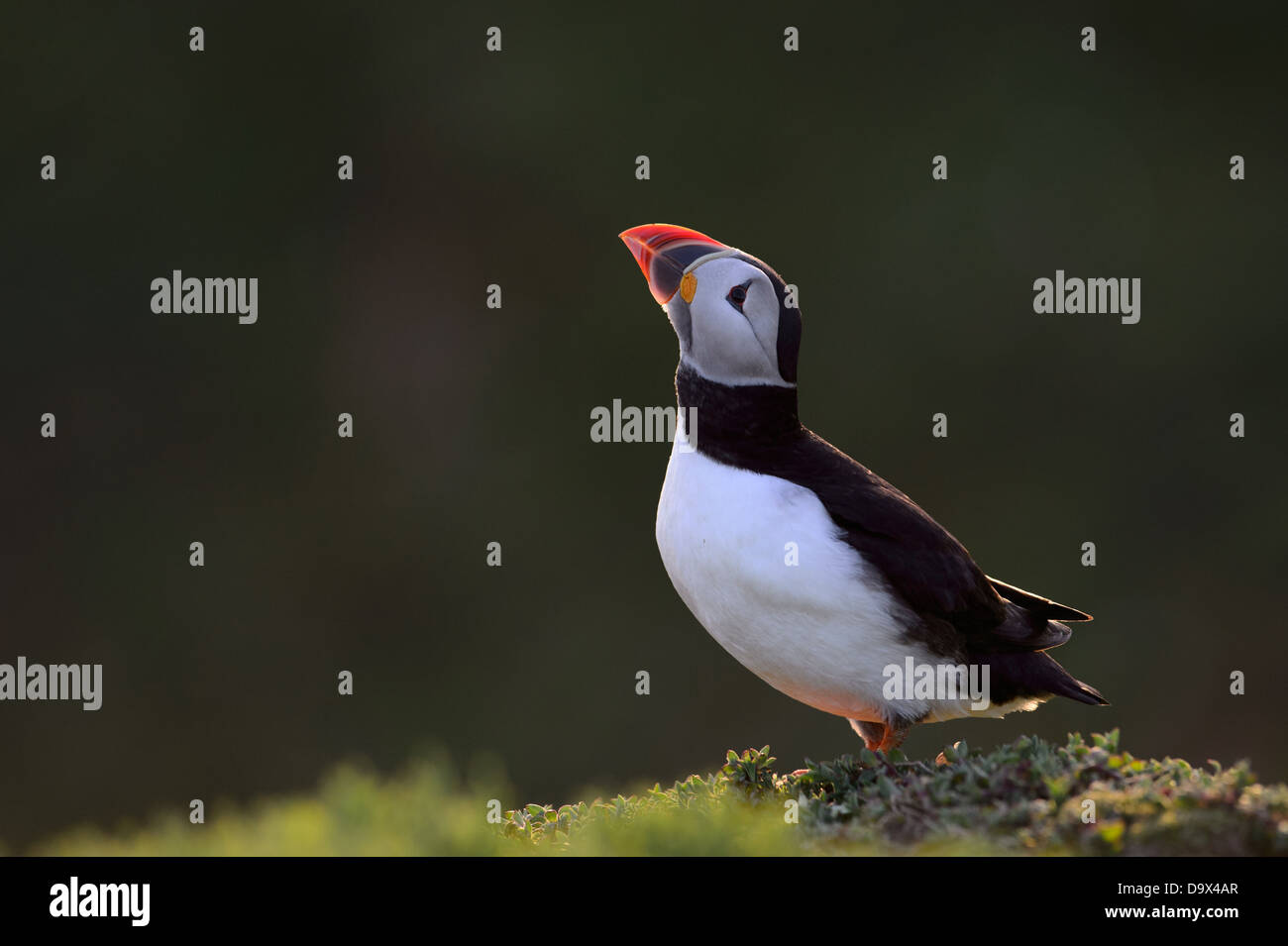 Puffin in warm evening backlight showing courtship behaviour Stock ...