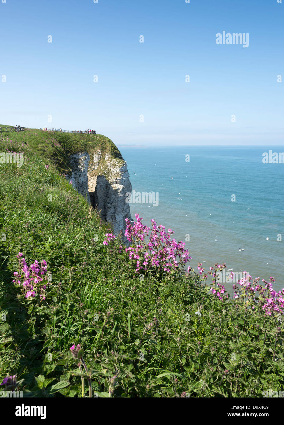 Red campion, (Silene dioica) Bempton Cliffs RSPB, Bridlington, East ...