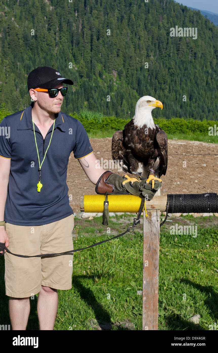 Trainer displaying a bald eagle on his arm. After a show on Grouse ...