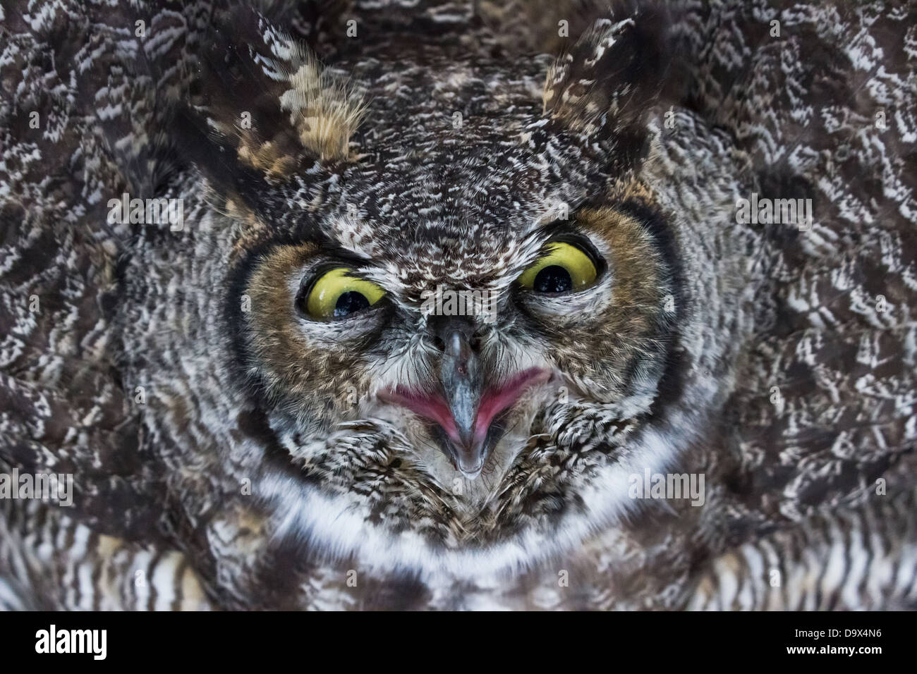 Terrifying bird hi-res stock photography and images - Alamy