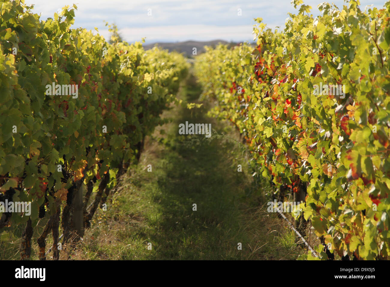 Green vines grass plant hi-res stock photography and images - Alamy