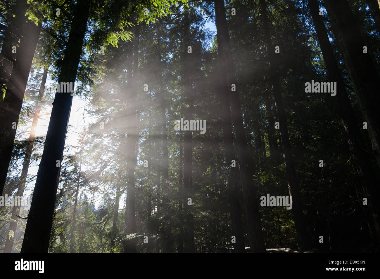Dark forest sun rays hi-res stock photography and images - Alamy