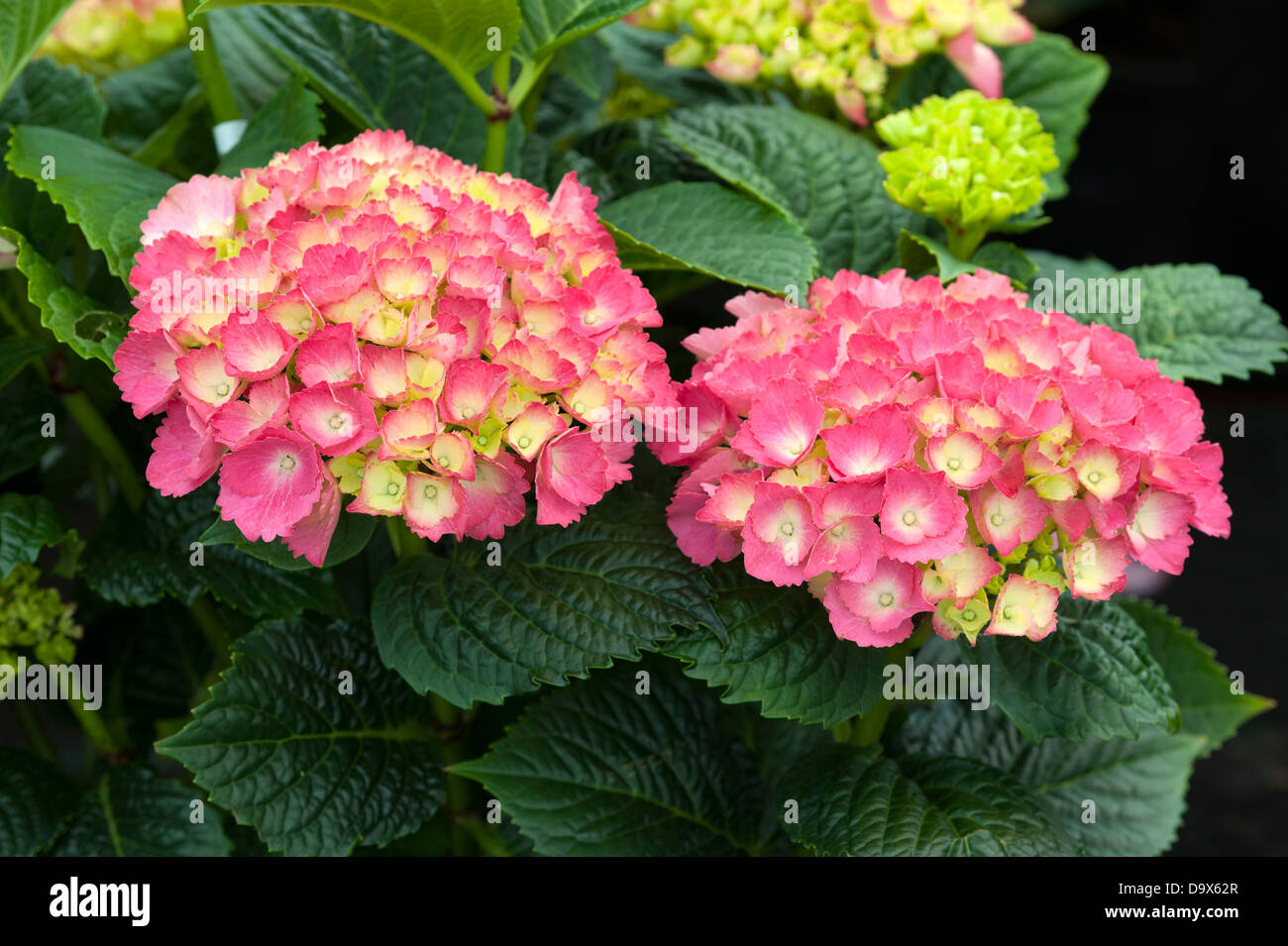 hydrangea 'red angel' Stock Photo - Alamy