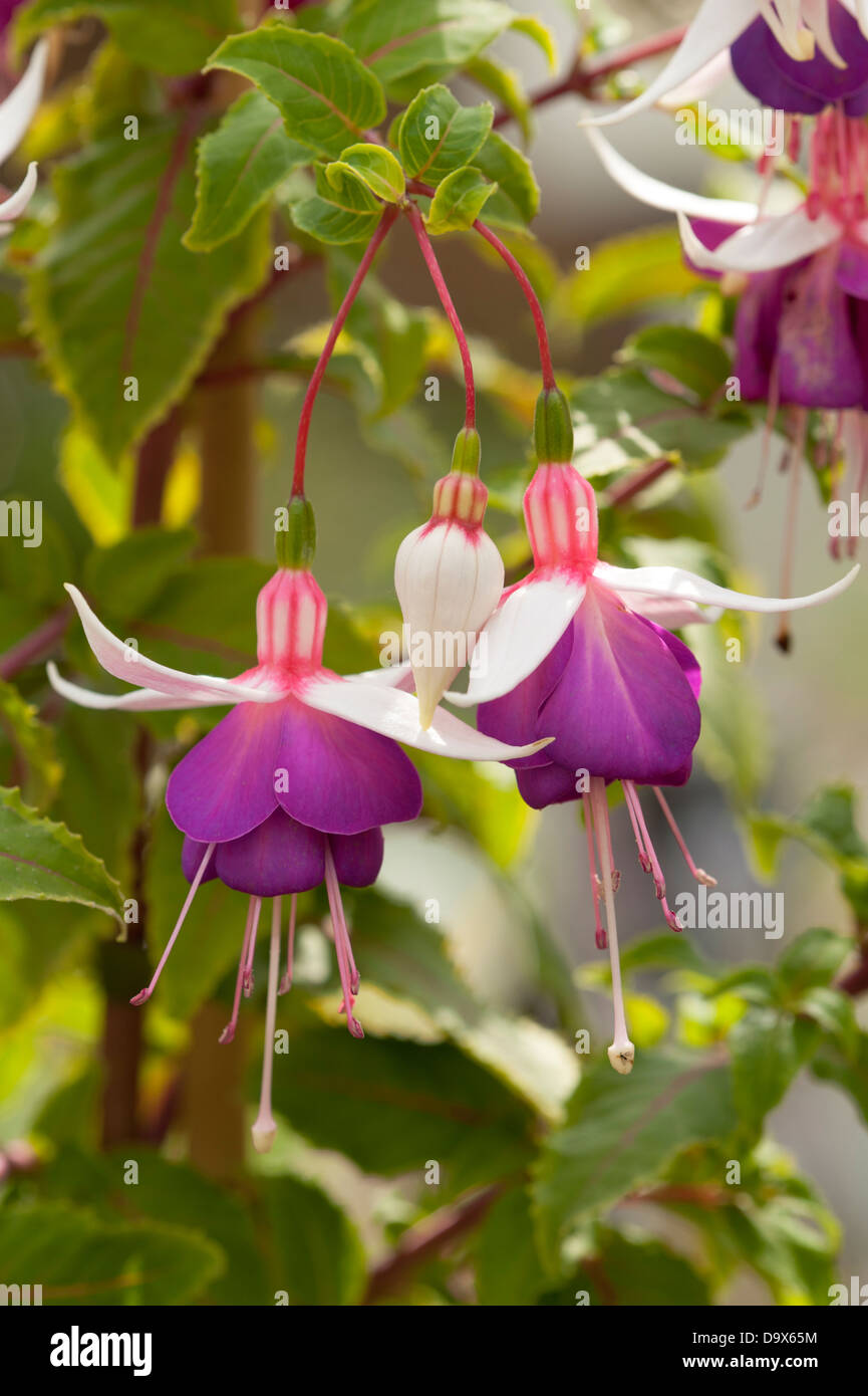 Fuchsia bush variegated hi-res stock photography and images - Alamy