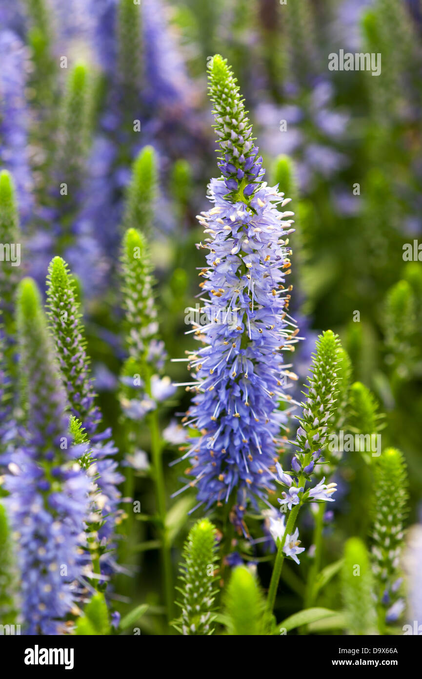 Veronica speedwell hi-res stock photography and images - Alamy