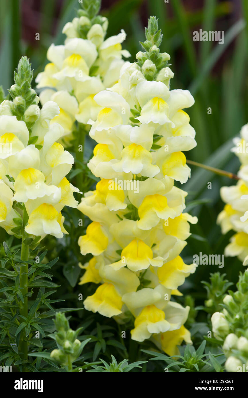 antirrhinum yellow snapdragon Stock Photo - Alamy