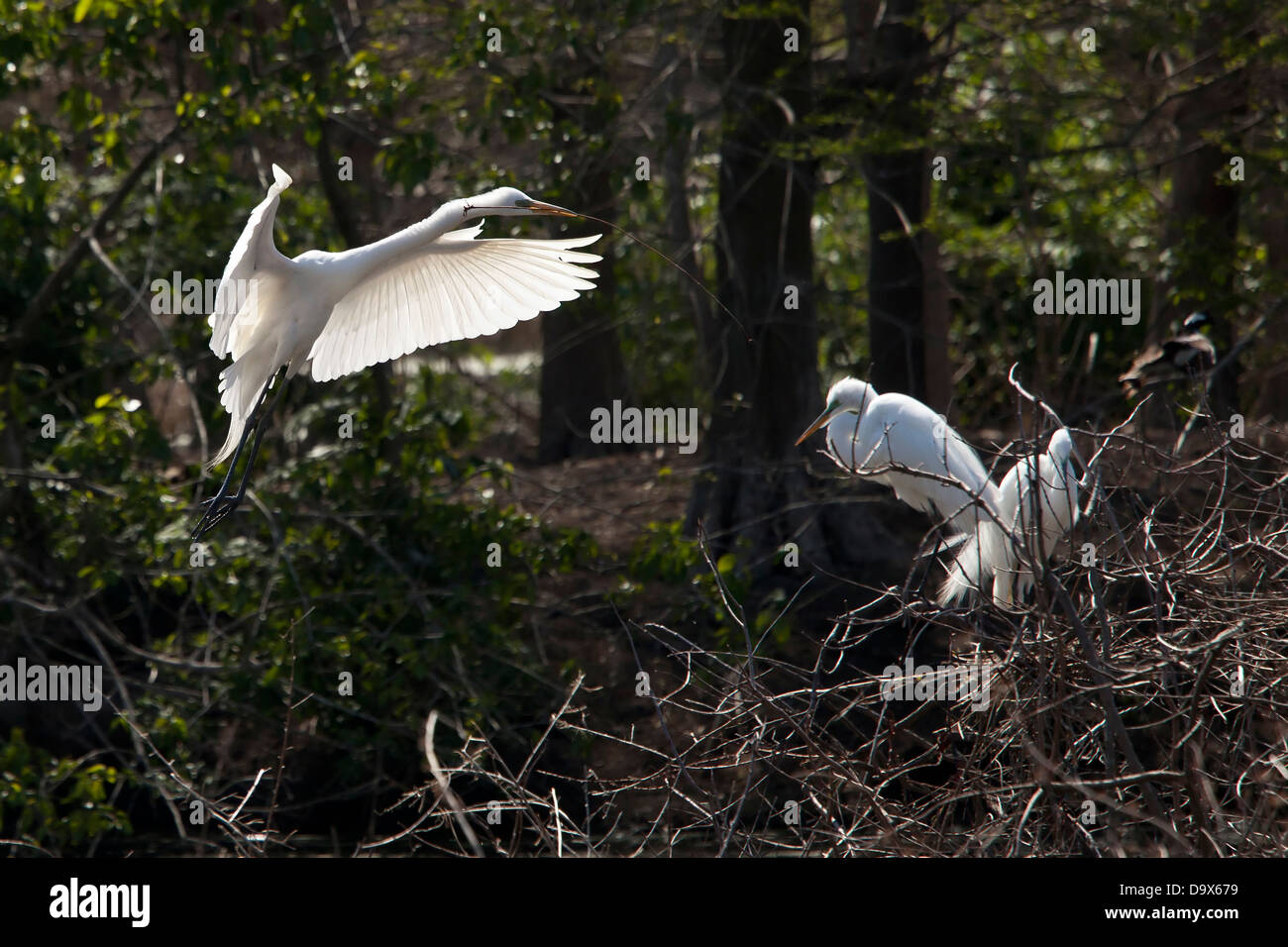 great egret building nest in south carolina Stock Photo - Alamy