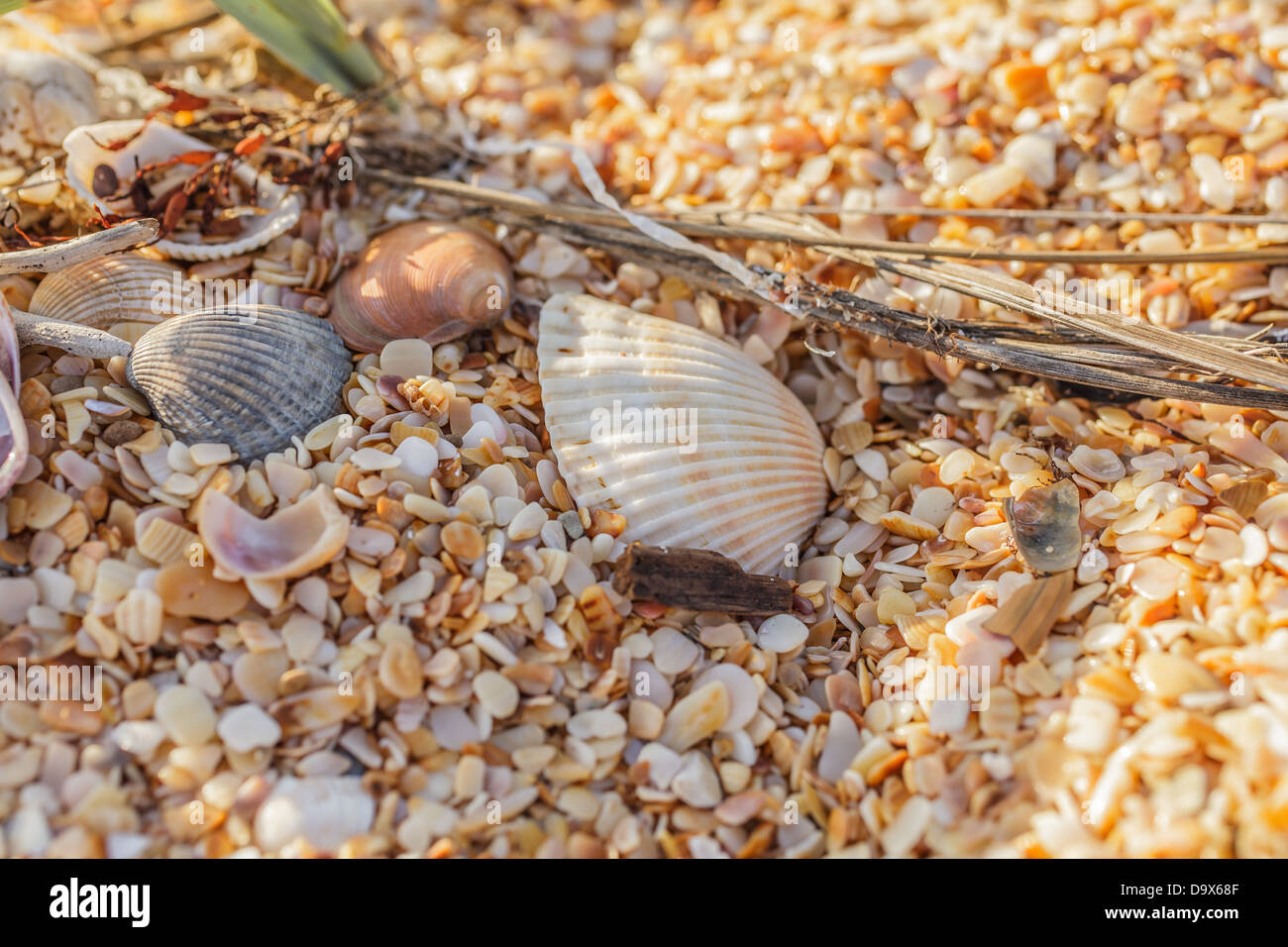 Sand, pebbles, shells, sea coast close-up Stock Photo - Alamy