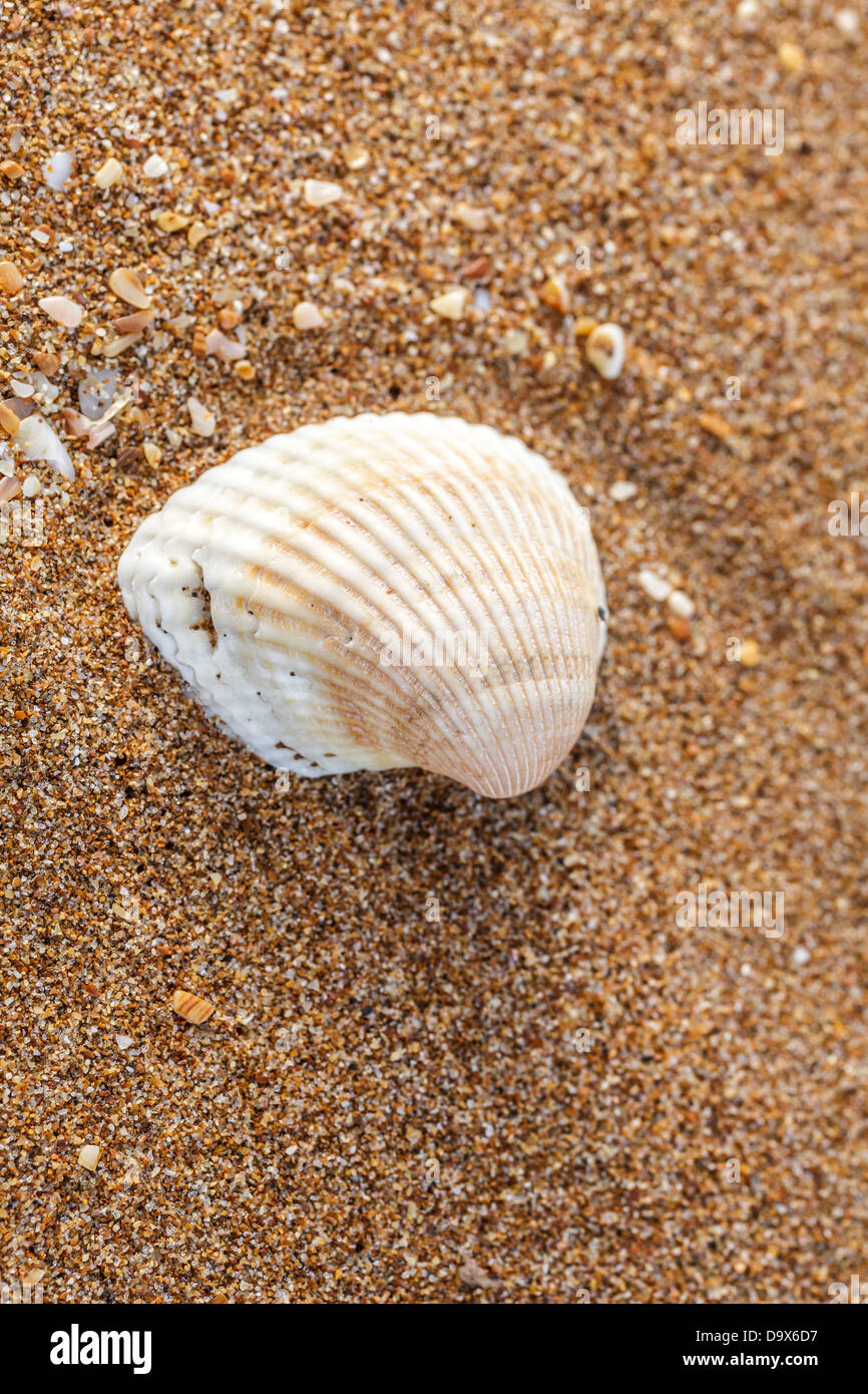 Sand, pebbles, shells, sea coast close-up Stock Photo - Alamy