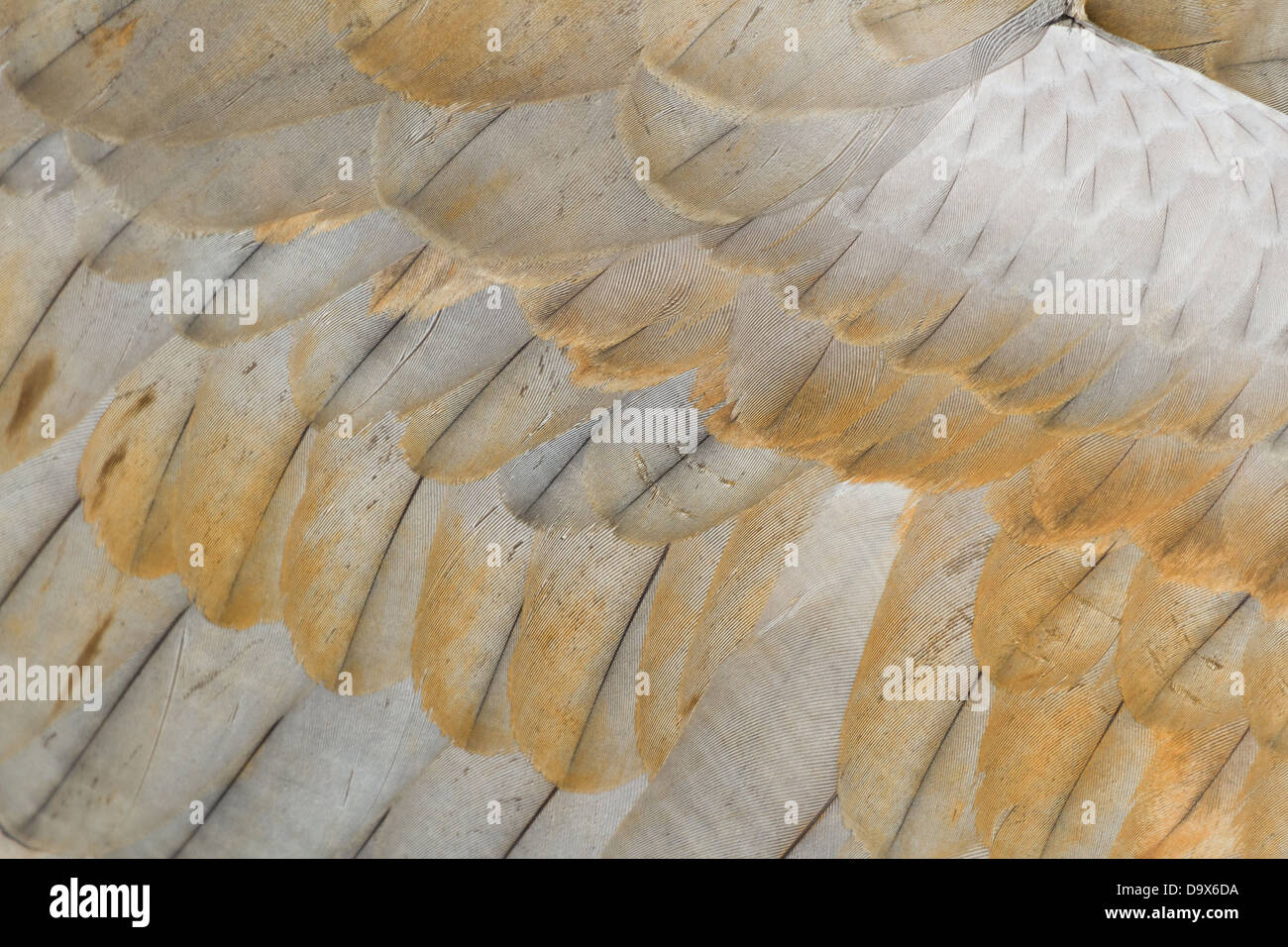 sandhill crane feather close up for background Stock Photo - Alamy