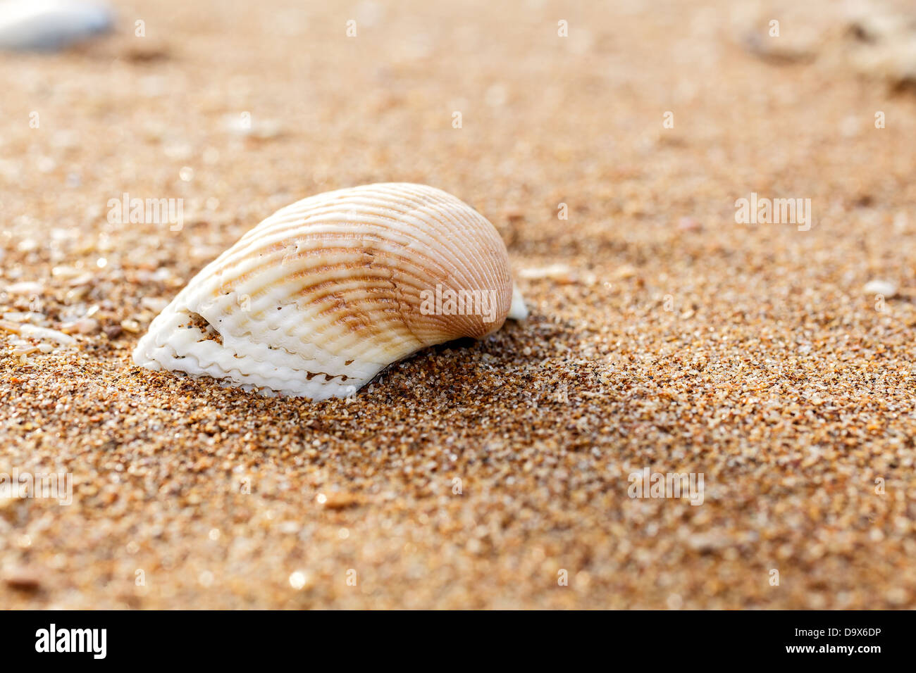 Sand, pebbles, shells, sea coast close-up Stock Photo - Alamy