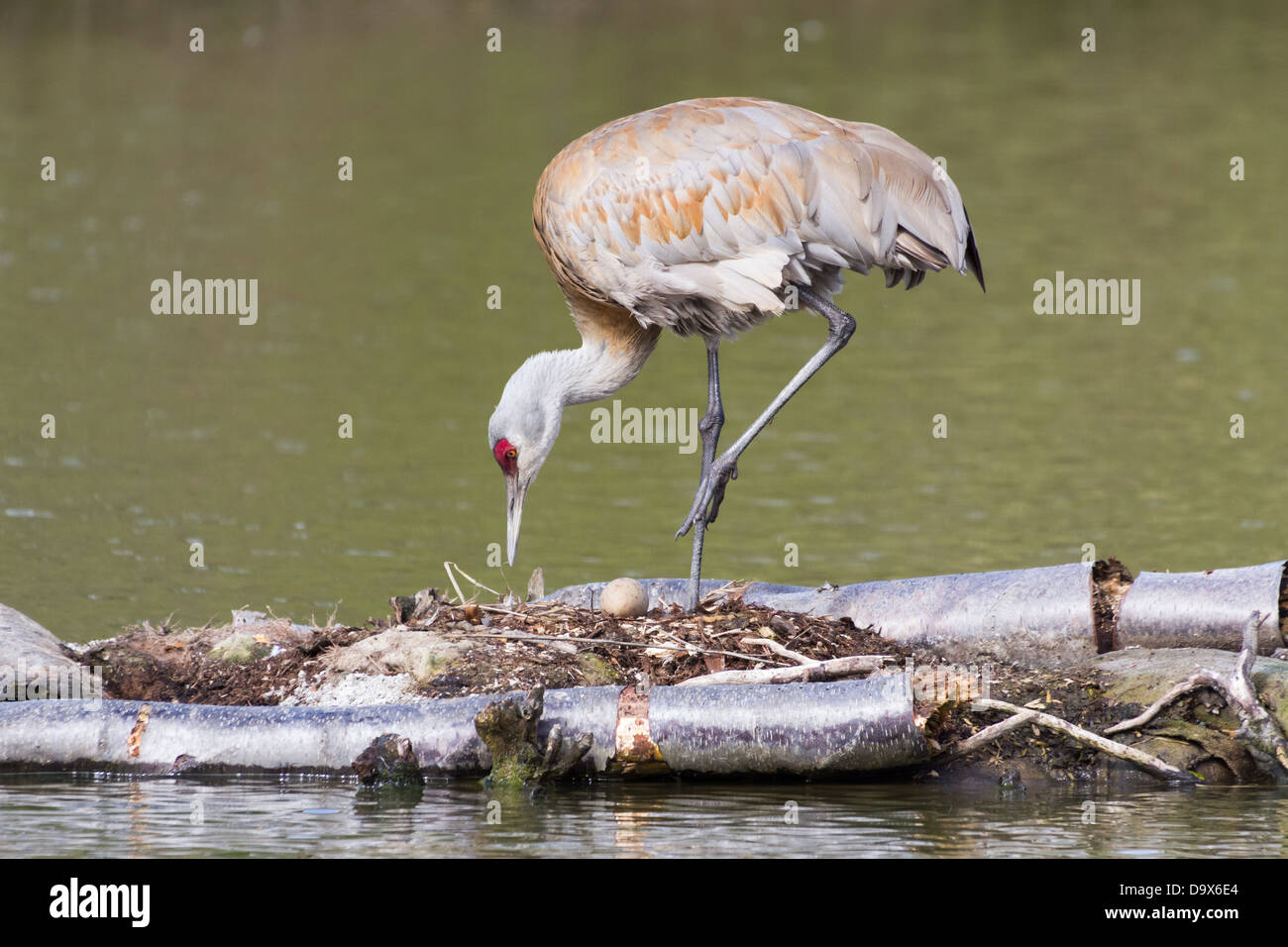 Nesting crane at nest High Resolution Stock Photography and Images - Alamy