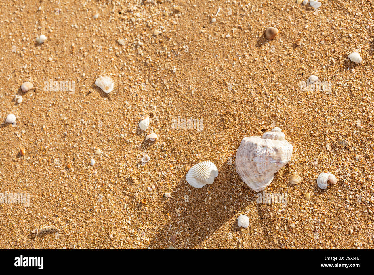 Sand, pebbles, shells, sea coast close-up Stock Photo - Alamy