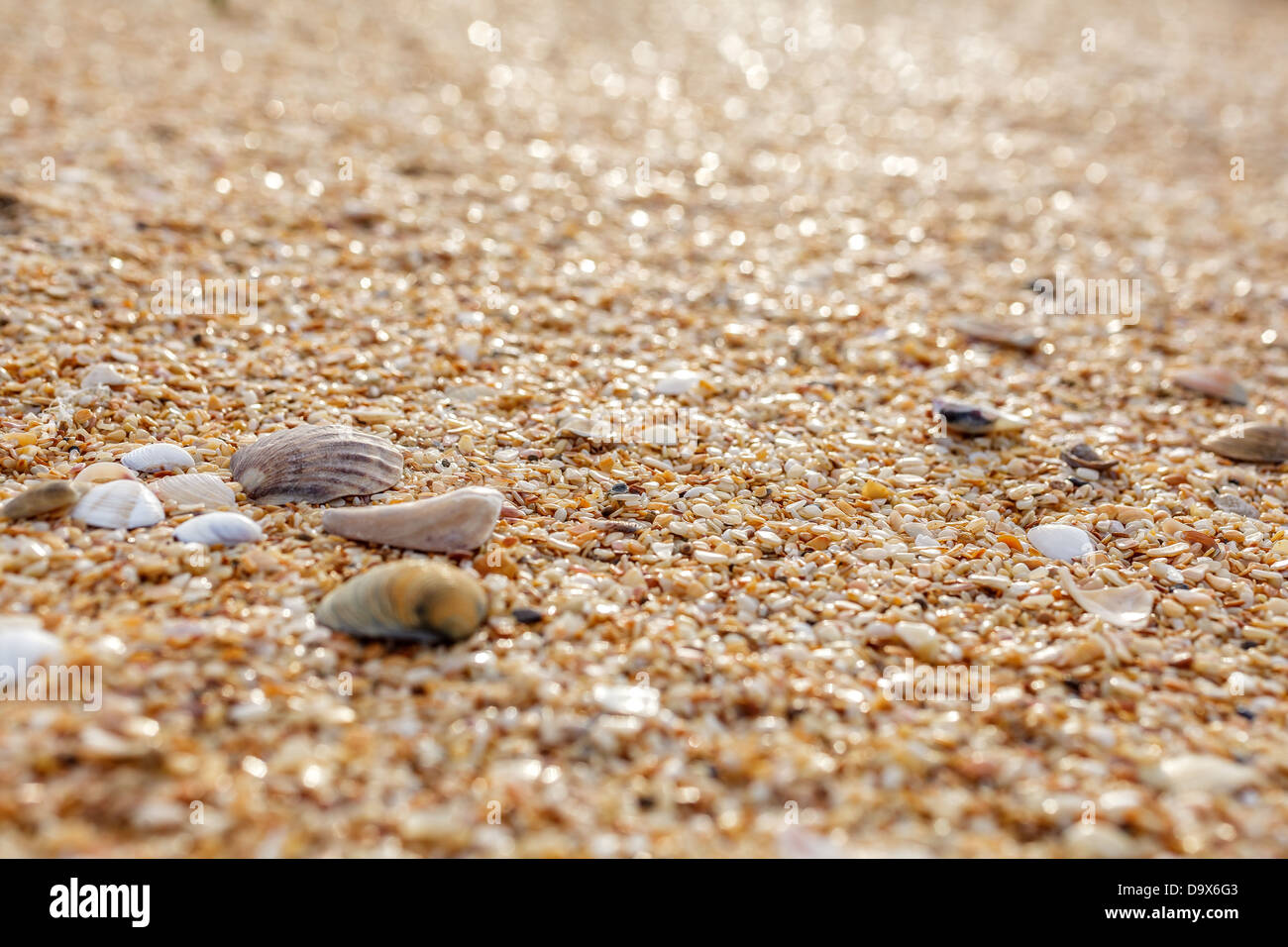 Sand, pebbles, shells, sea coast close-up Stock Photo - Alamy