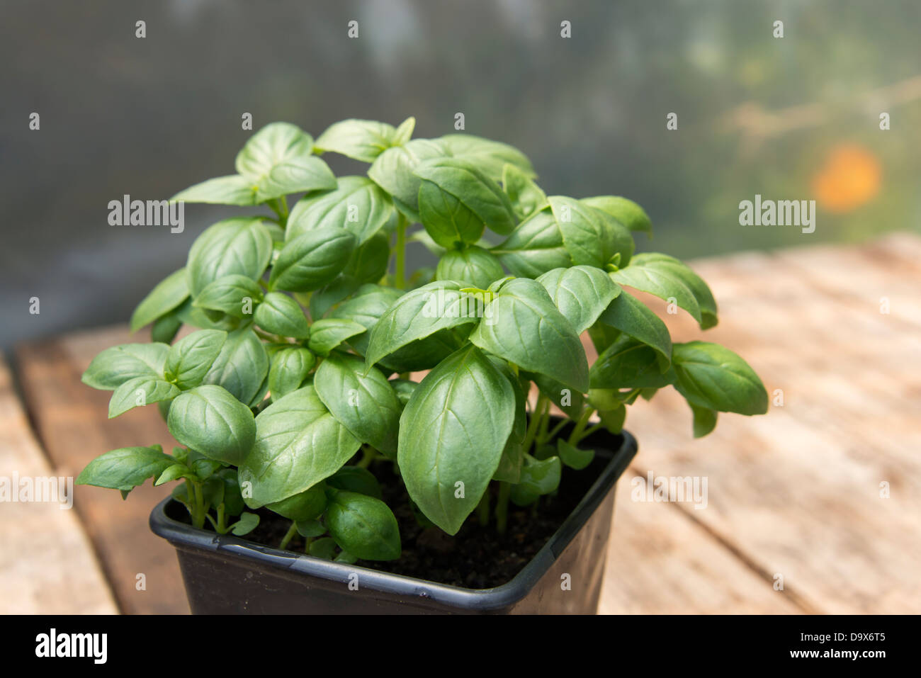 Basil sweet pot hi-res stock photography and images - Alamy