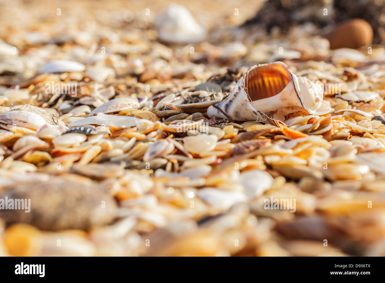 Sand, pebbles, shells, sea coast close-up Stock Photo - Alamy