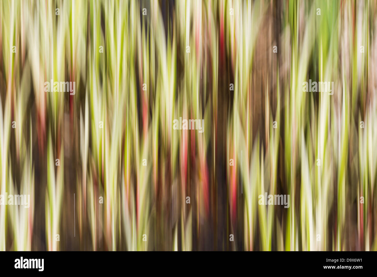 green and red nature background Stock Photo - Alamy