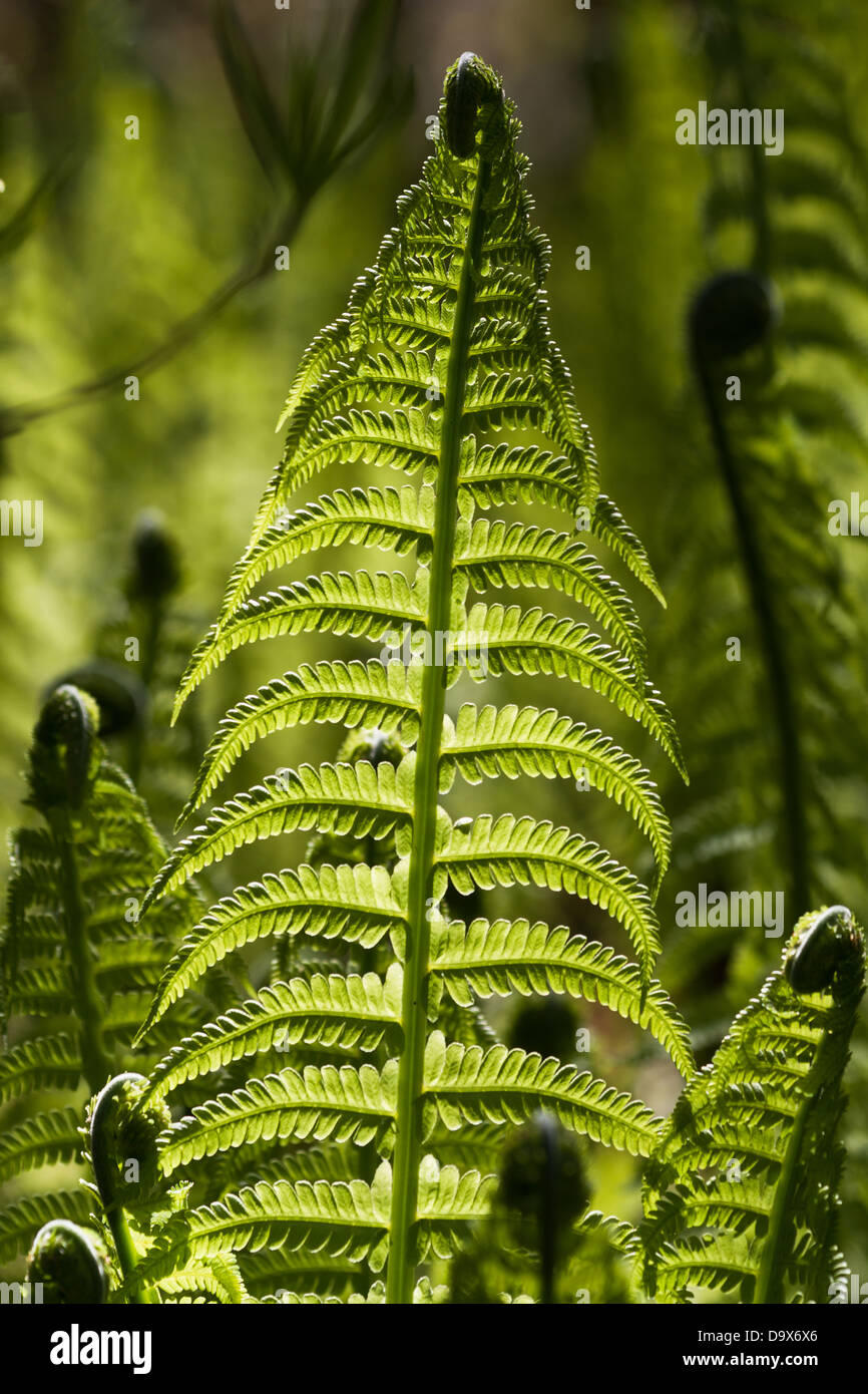 Sword fern hi-res stock photography and images - Alamy