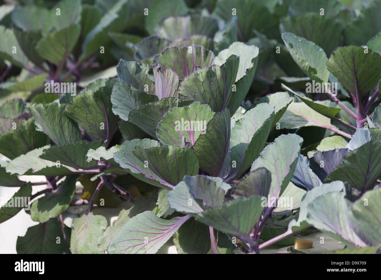 Kohlrabi plant hi-res stock photography and images - Alamy