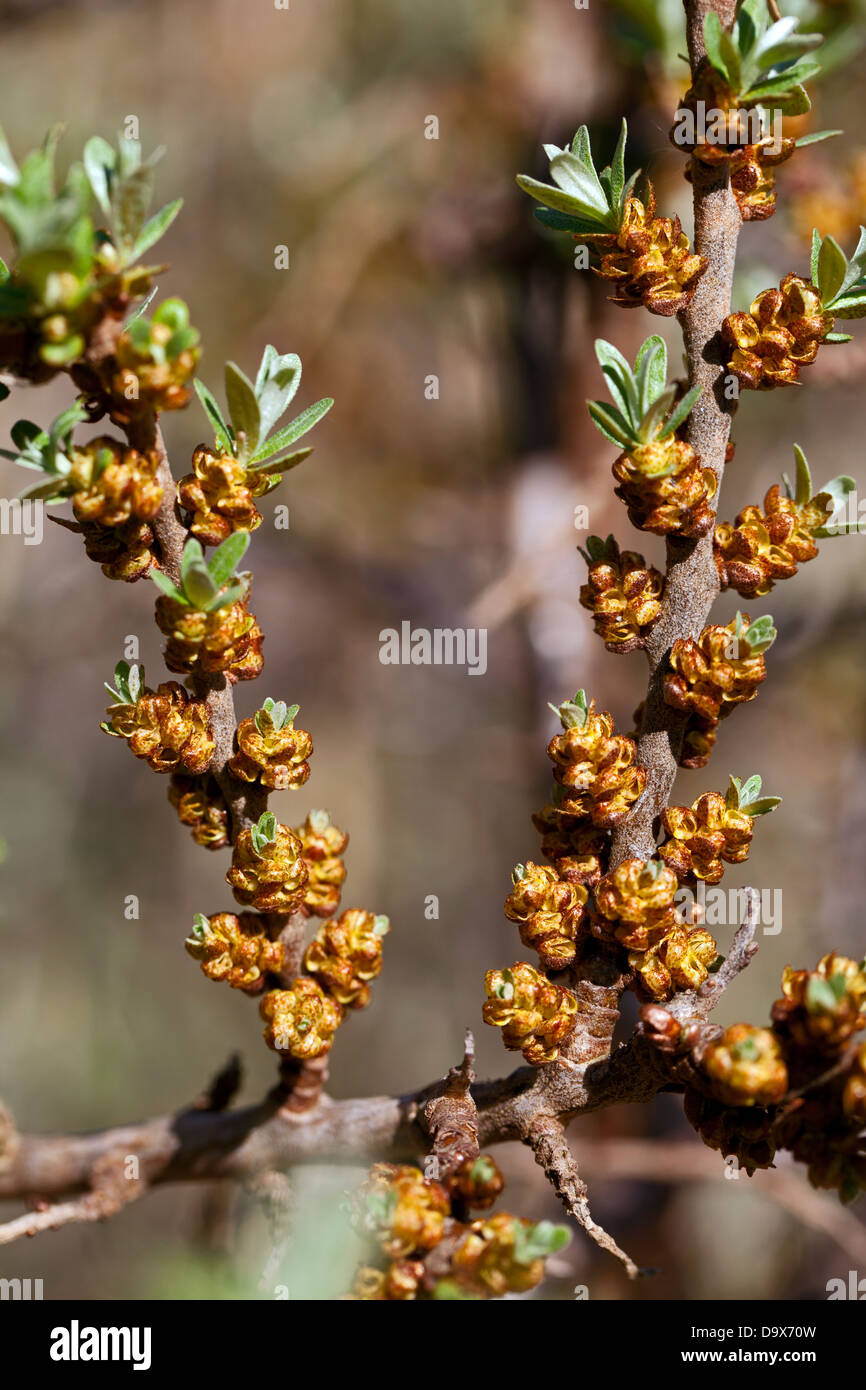 Common sea-buckthorn (Hippophae rhamnoides) flowers Stock Photo - Alamy
